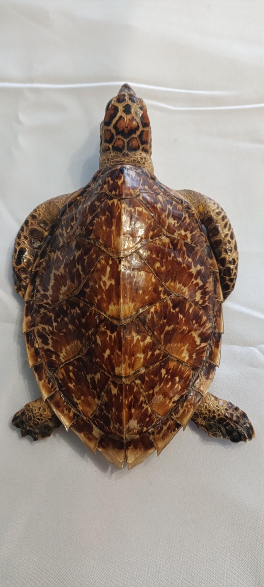Taxidermy Stuffed Small Turtle - Etsy
