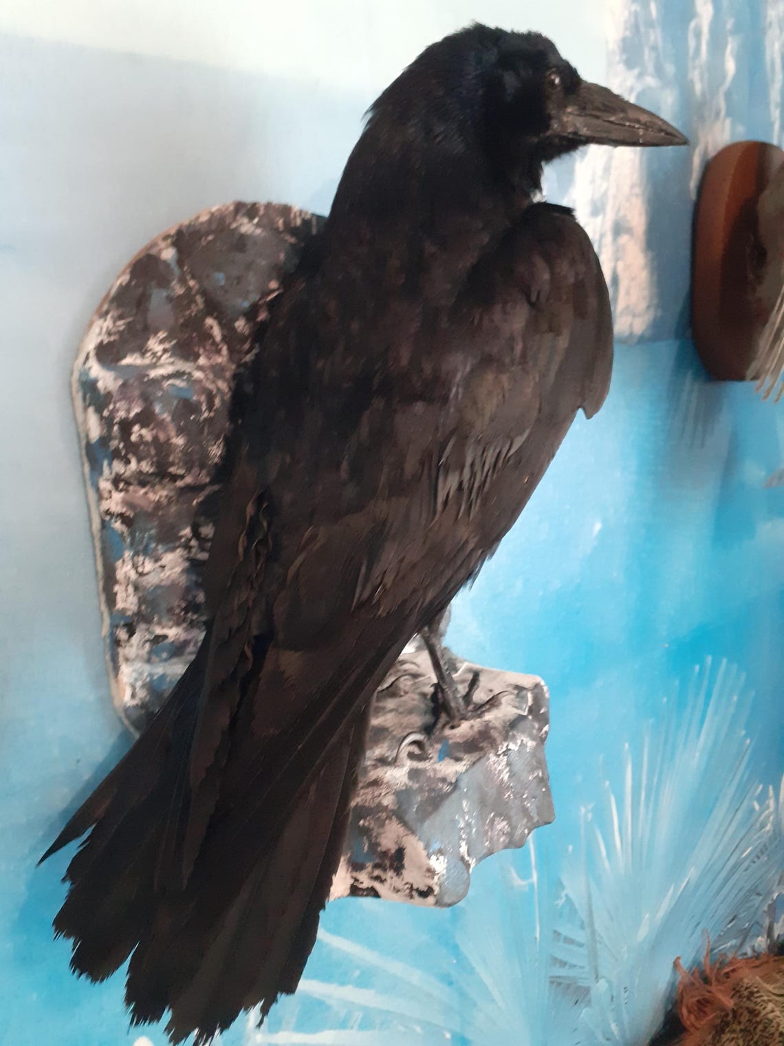 Taxidermy Stuffed Raven - Etsy