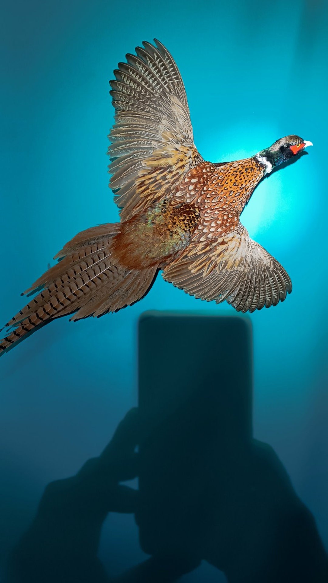 Stuffed Pheasant Taxidermy - Etsy