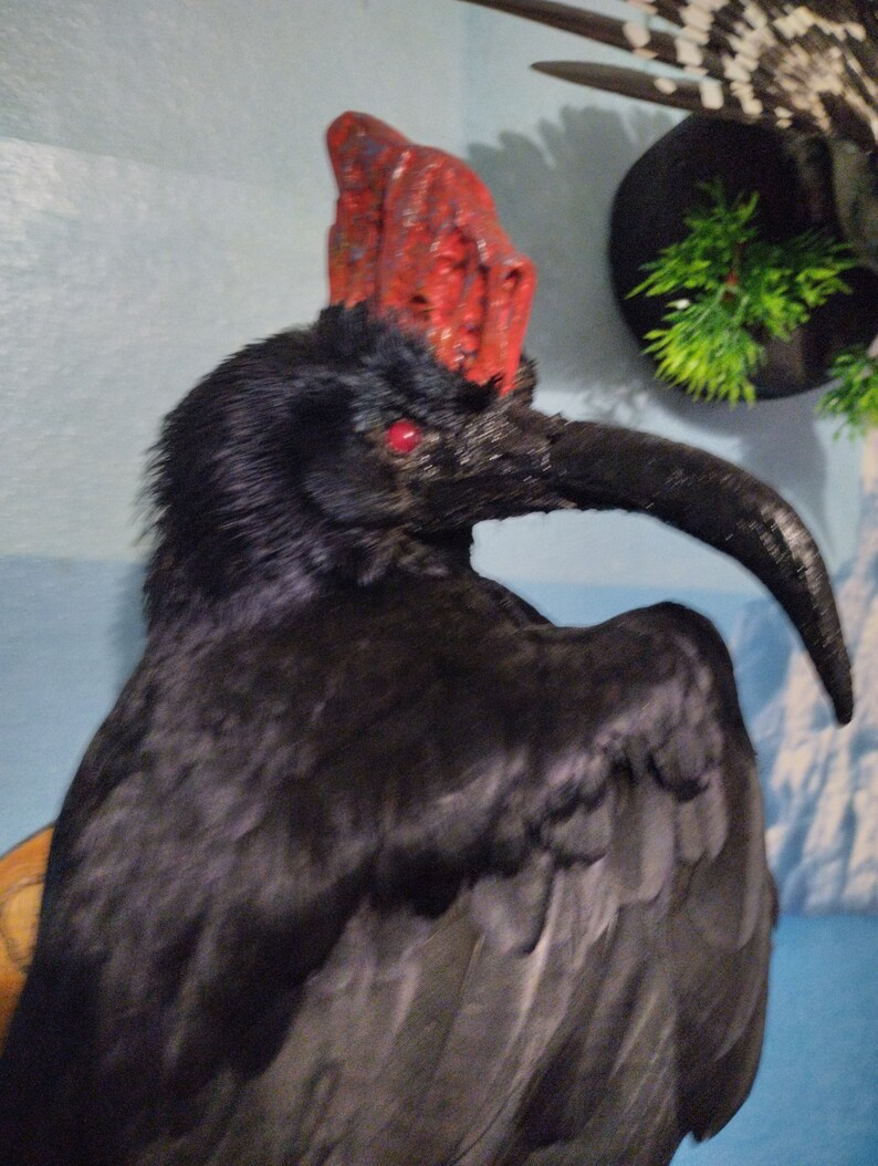 Real Taxidermy Stuffed Rook - Etsy