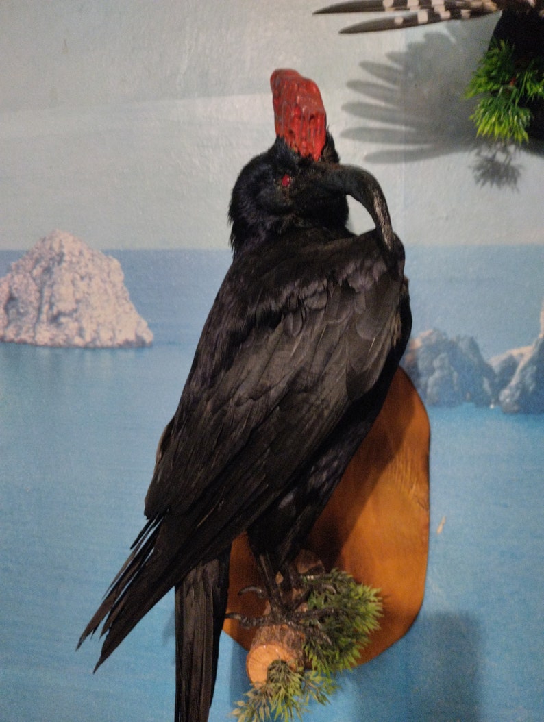 Real Taxidermy Stuffed Rook - Etsy