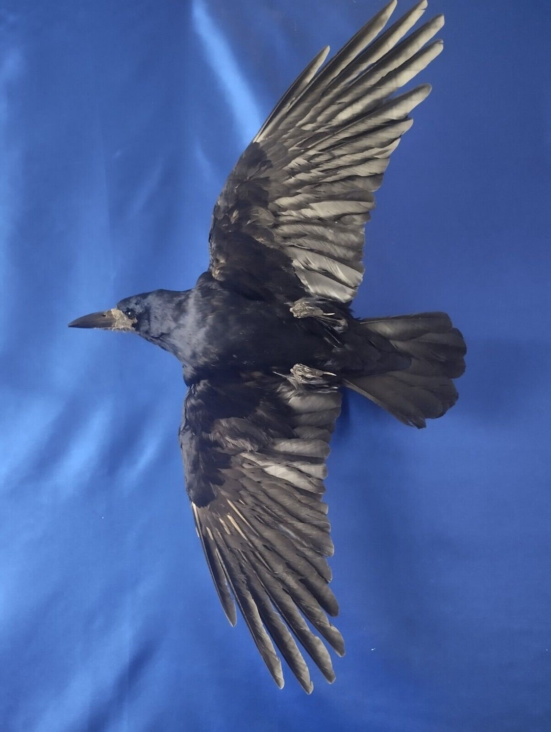 Real Stuffed Rook Taxidermy Bird Stuffed Tatoo - Etsy