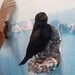 Taxidermy Stuffed Raven - Etsy