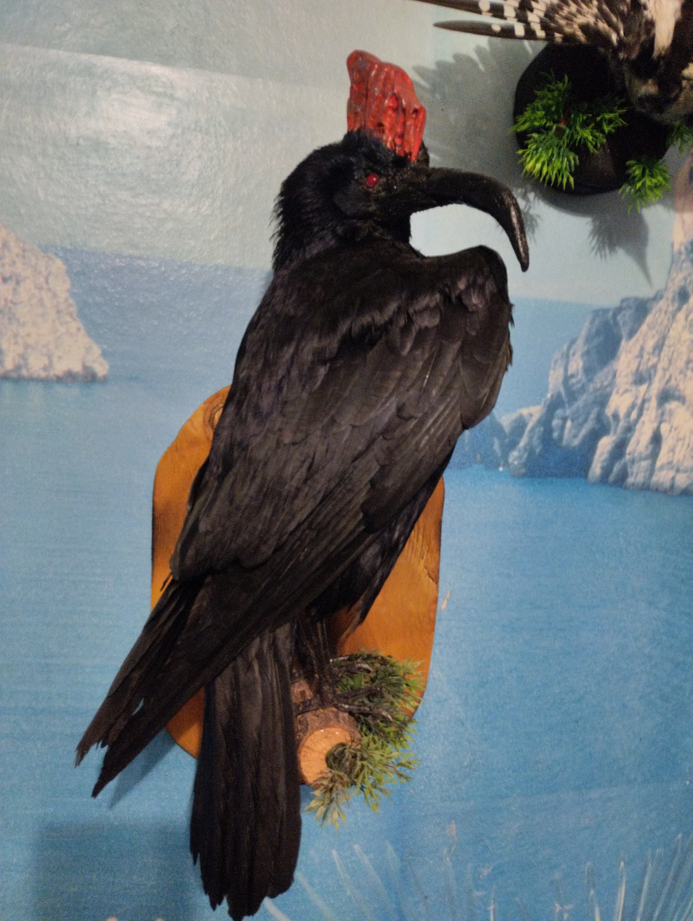 Real Taxidermy Stuffed Rook - Etsy