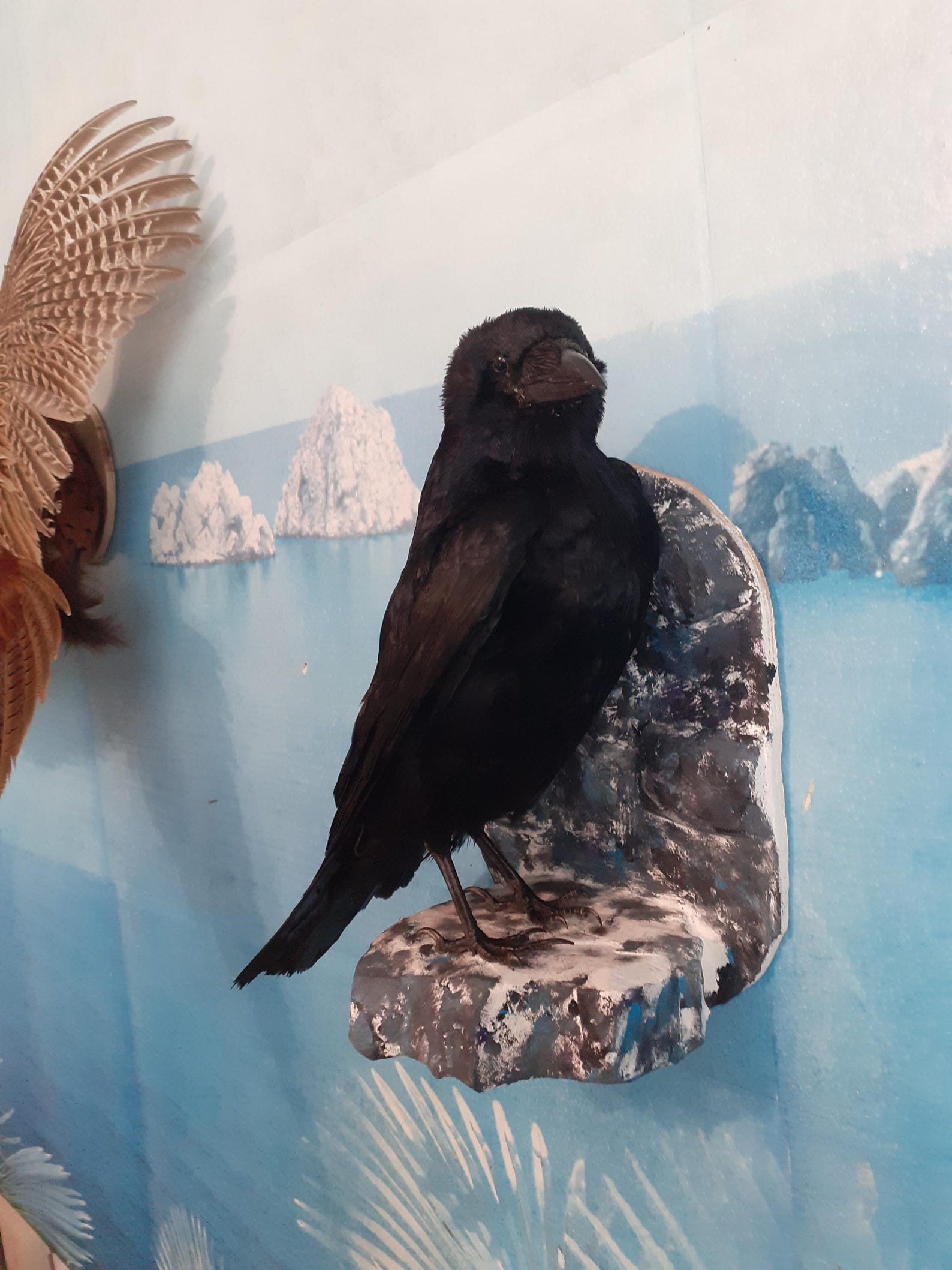 Taxidermy Stuffed Raven - Etsy