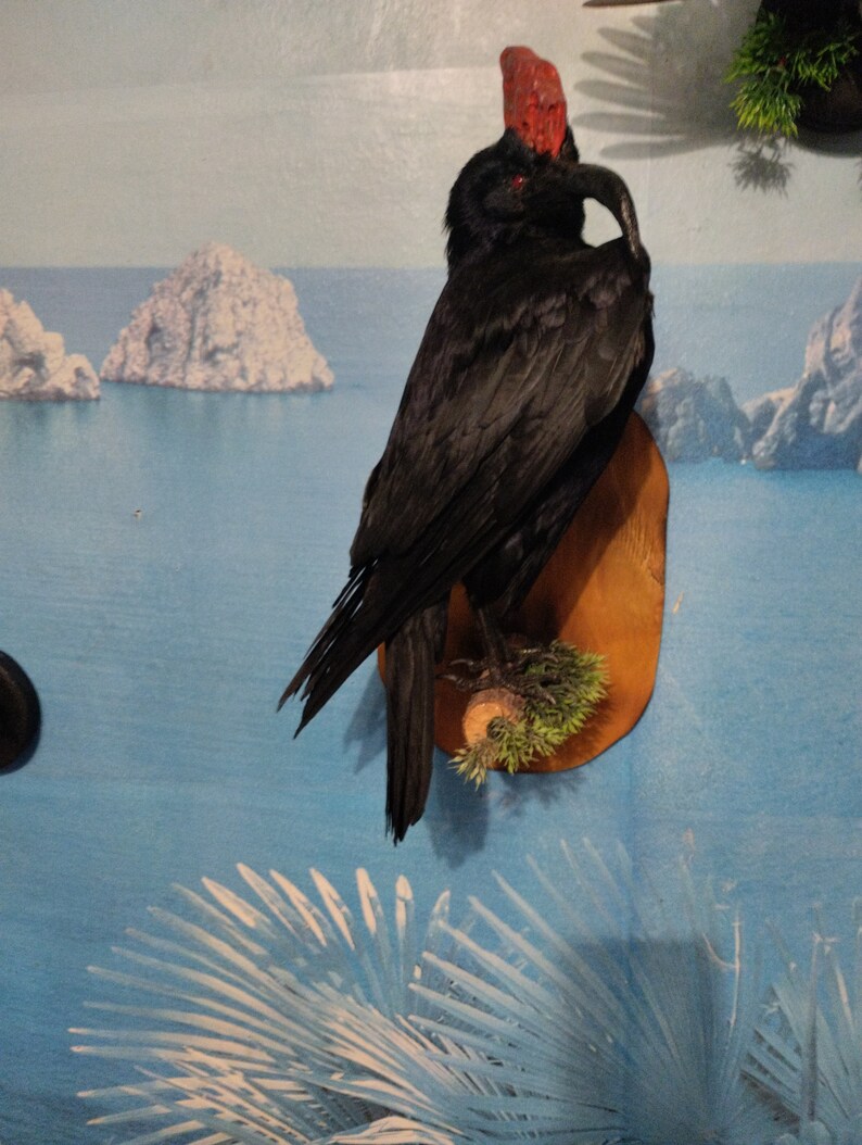 Real Taxidermy Stuffed Rook - Etsy