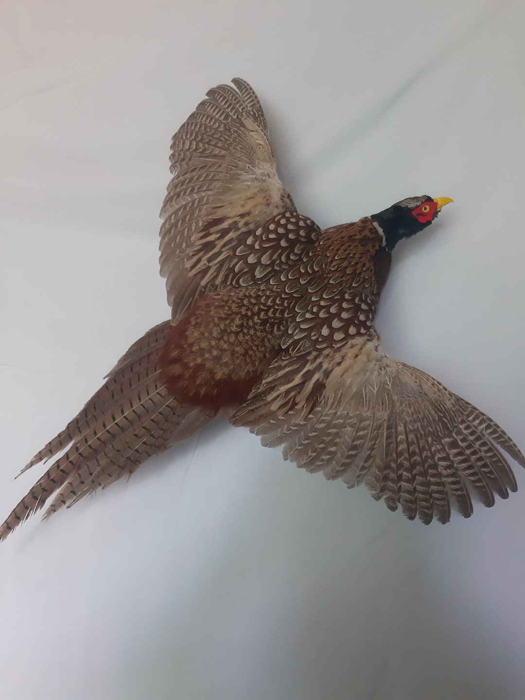 Stuffed Pheasant Taxidermy - Etsy