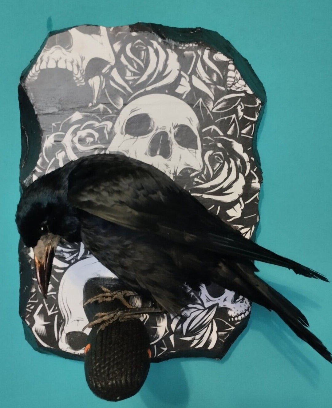 Taxidermy Stuffed Rook Wall Mount Bird raven Family - Etsy
