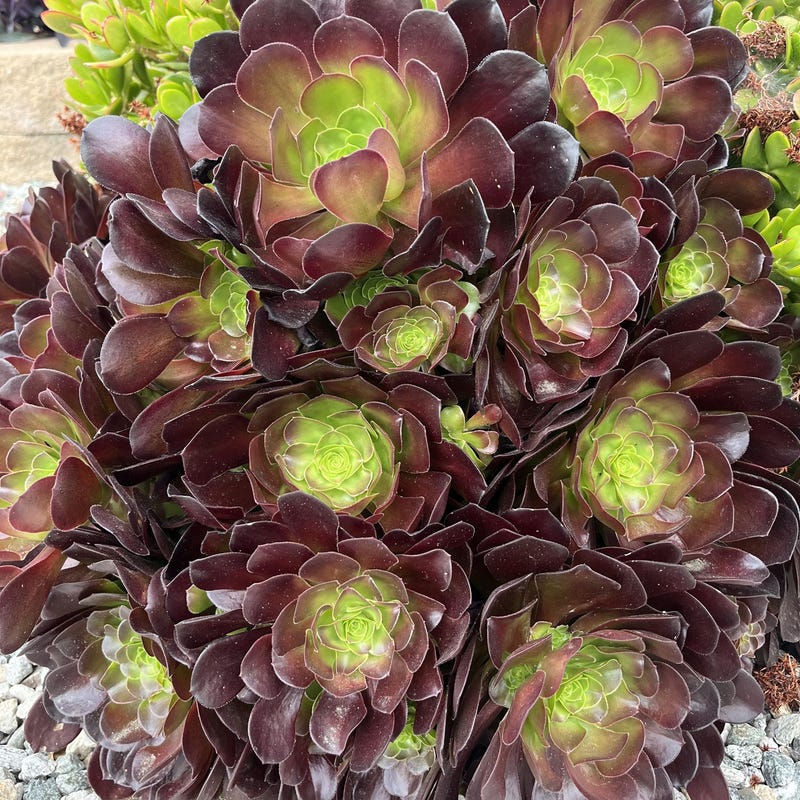 Crested Aeonium - Etsy
