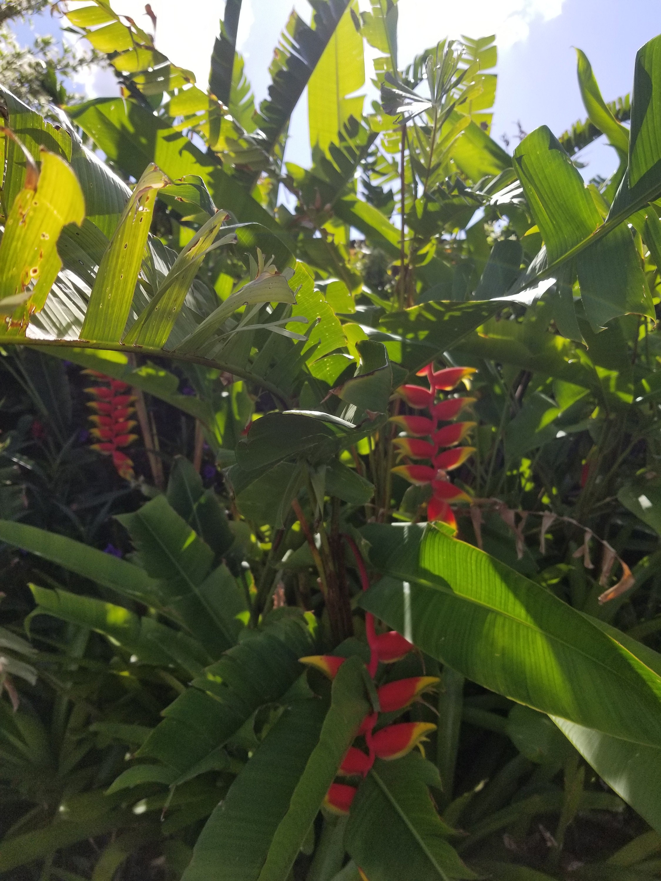 2 Heliconia Hanging Lobster Claw Rhizomes | Etsy