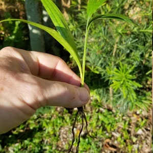 6 Alexander Palm Tree Seedlings, Bare Root, Solitaire Palm - Etsy