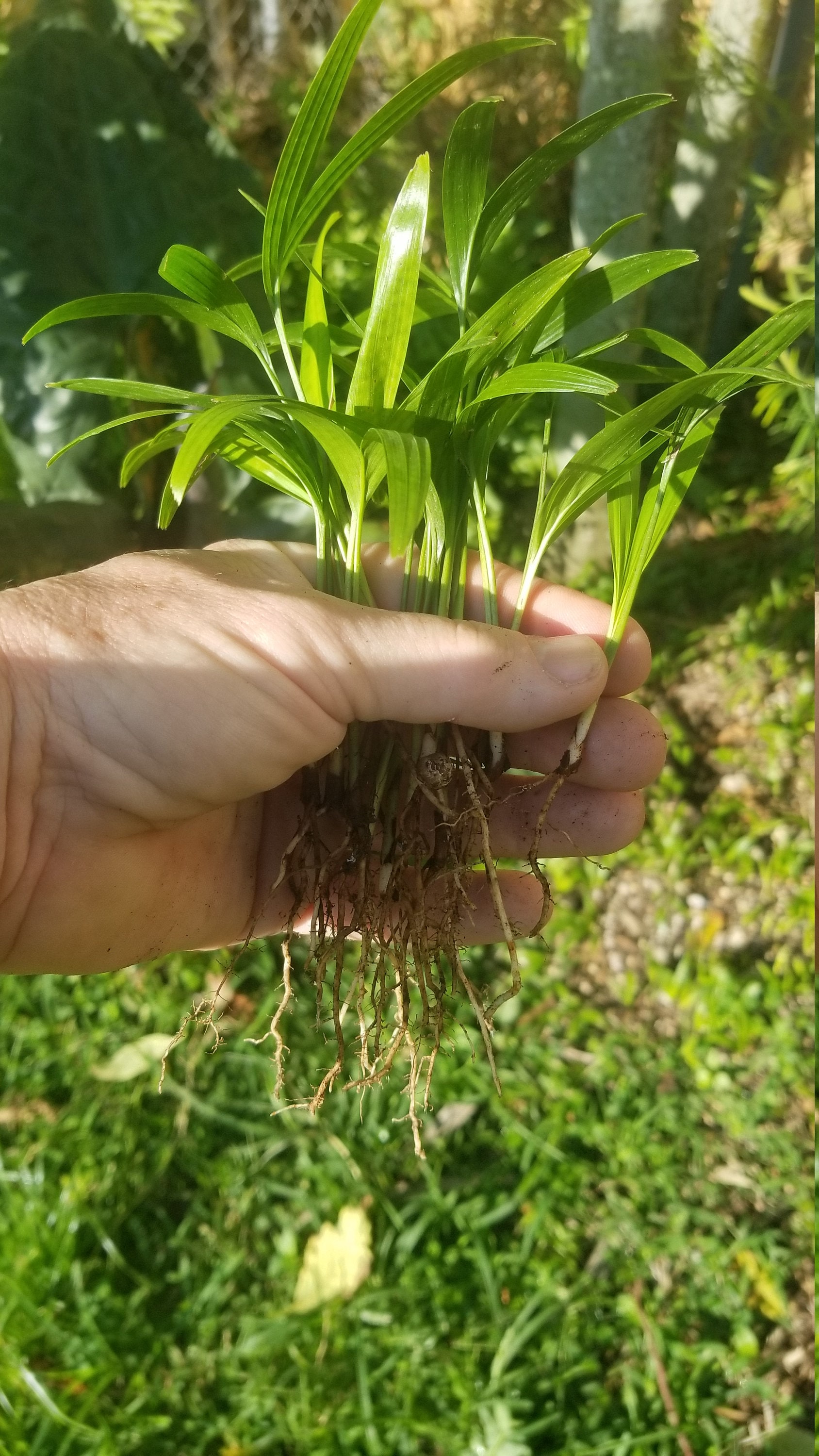6 Alexander Palm Tree Seedlings Bare Root Solitaire Palm - Etsy