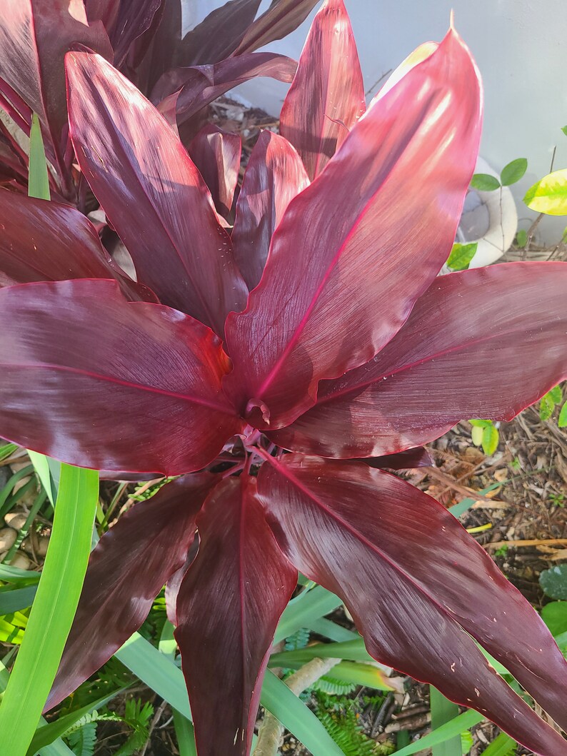 Auntie Lou Cutting Tropical Cordyline Ti Plant Hawaiian | Etsy