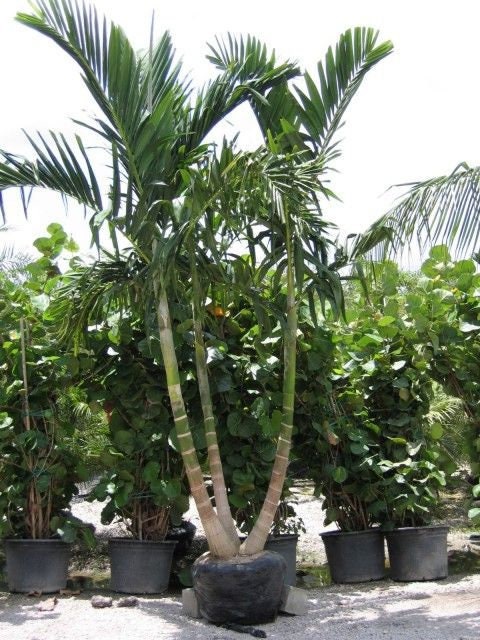 6 Alexander Palm Tree Seedlings, Bare Root, Solitaire Palm - Etsy
