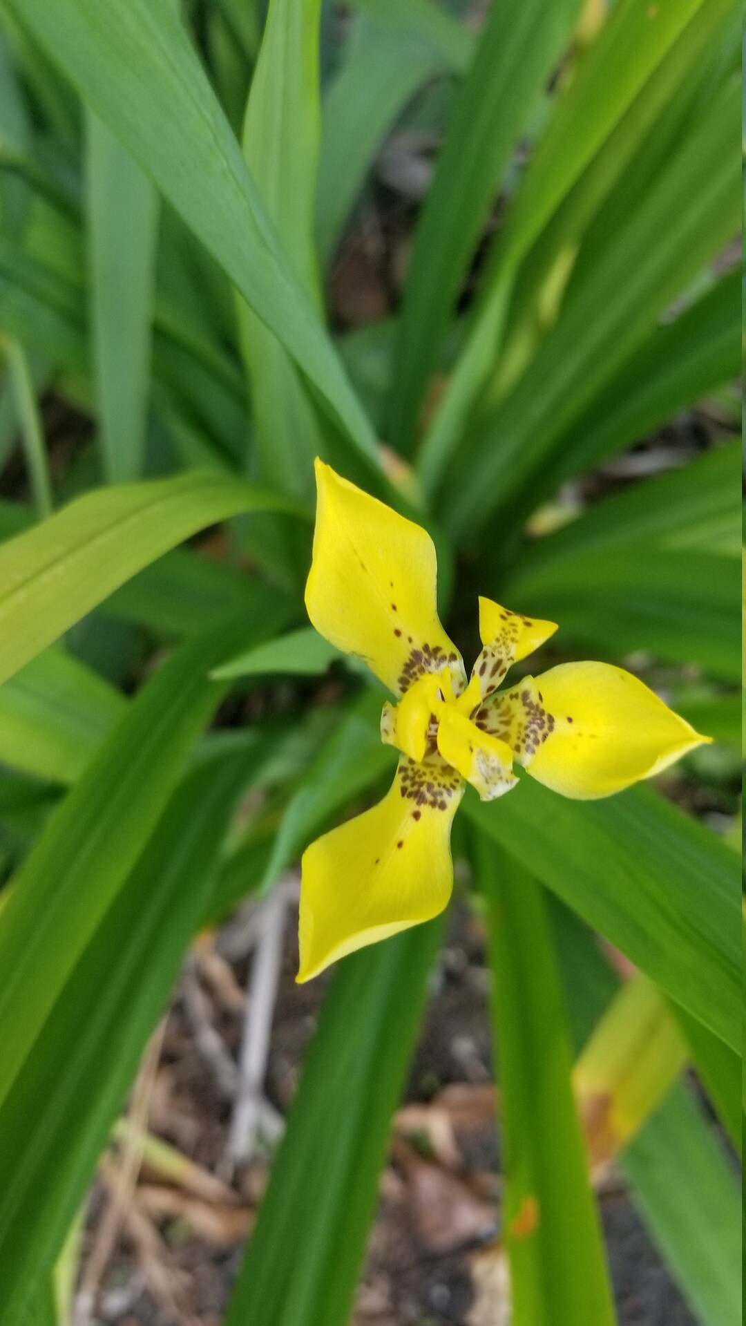 4 Rooted Yellow Walking Iris, Trimezia Steyermarkii Plants - Etsy