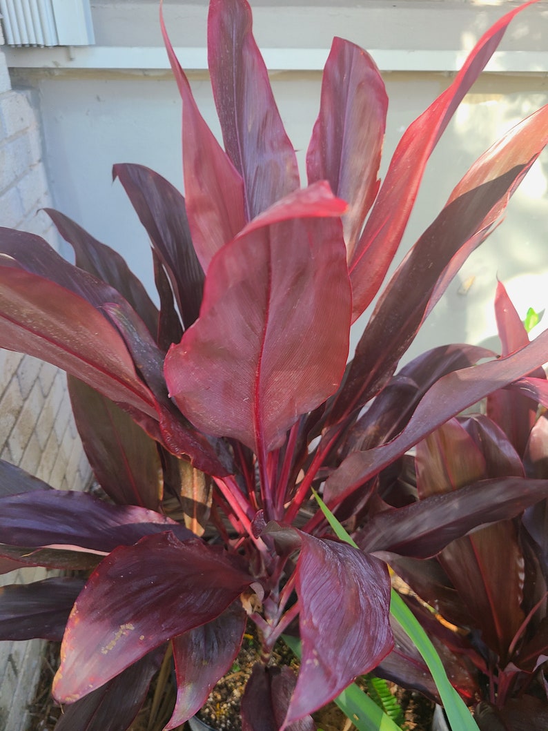 Auntie Lou Cutting Tropical Cordyline Ti Plant Hawaiian | Etsy