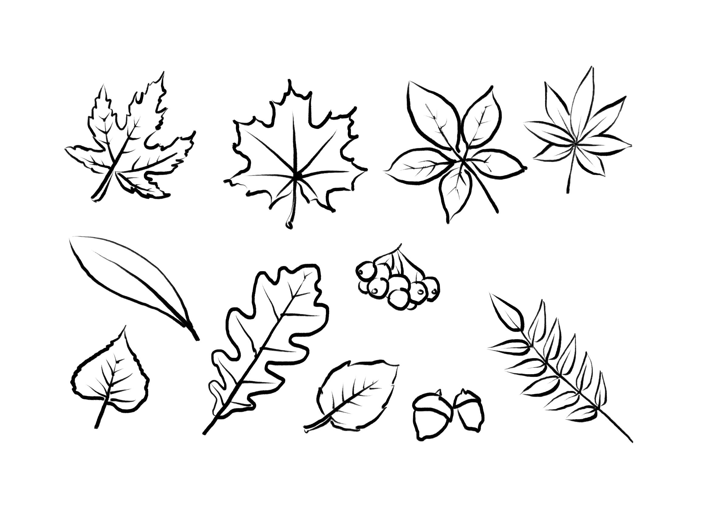 Autumn Leaves Clipart Collection - Etsy
