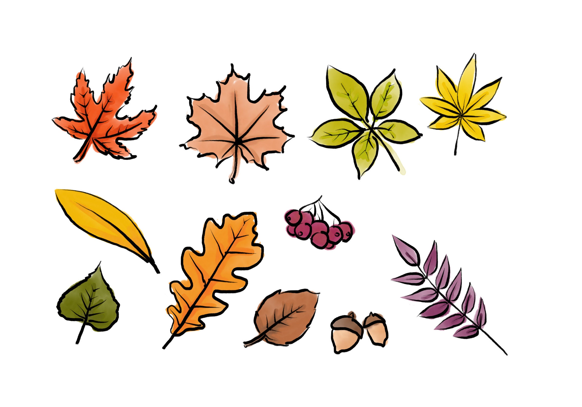 Autumn Leaves Clipart Collection - Etsy