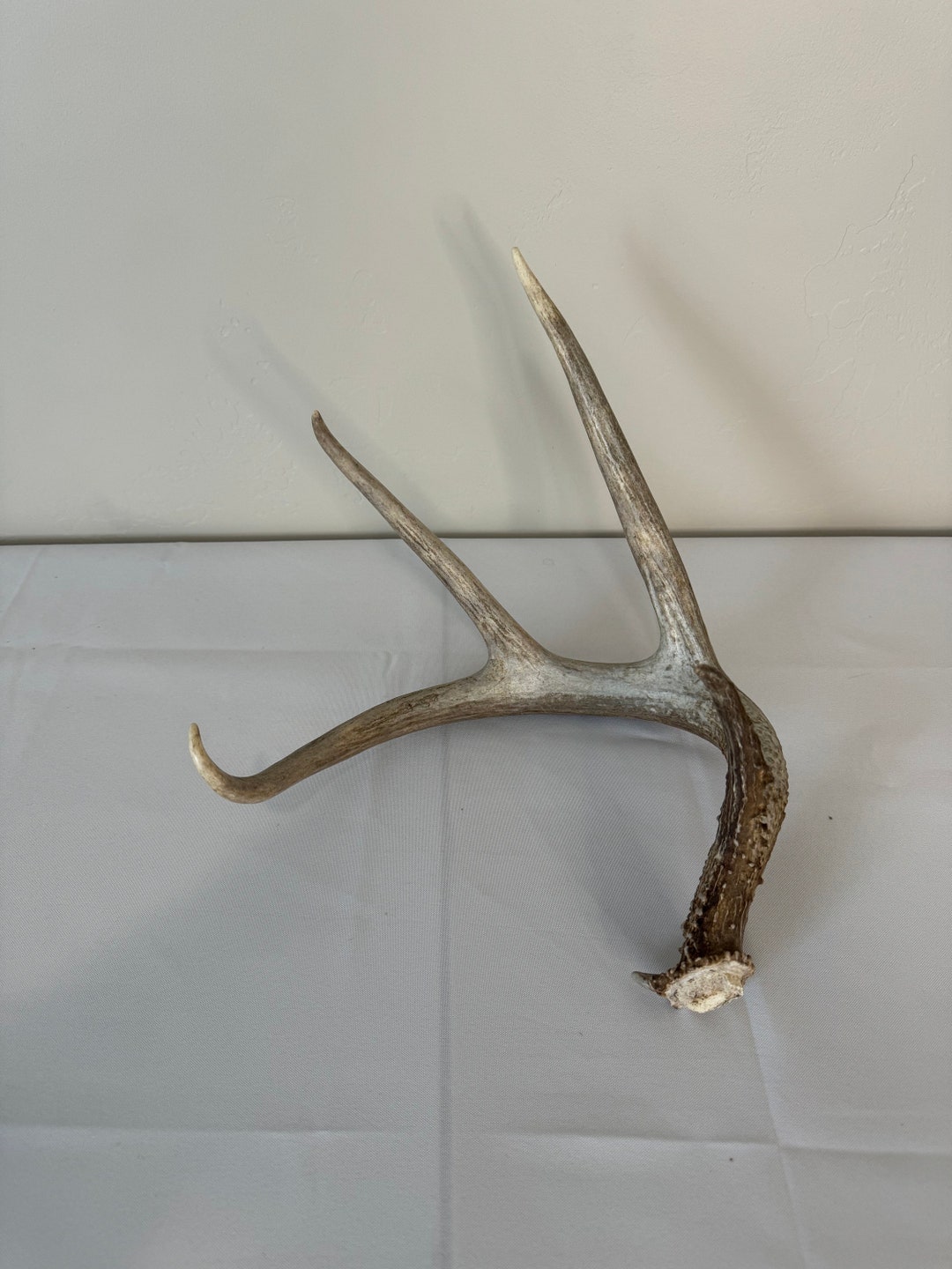 Deer Antler Shed Typical Tall 4 Point Collector Shed. Whitetail Deer ...