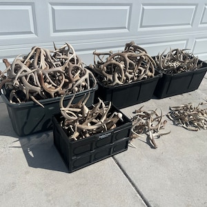 Bulk Deer Antlers Naturally Shed Real Whitetail Deer Antler Craft Grade ...
