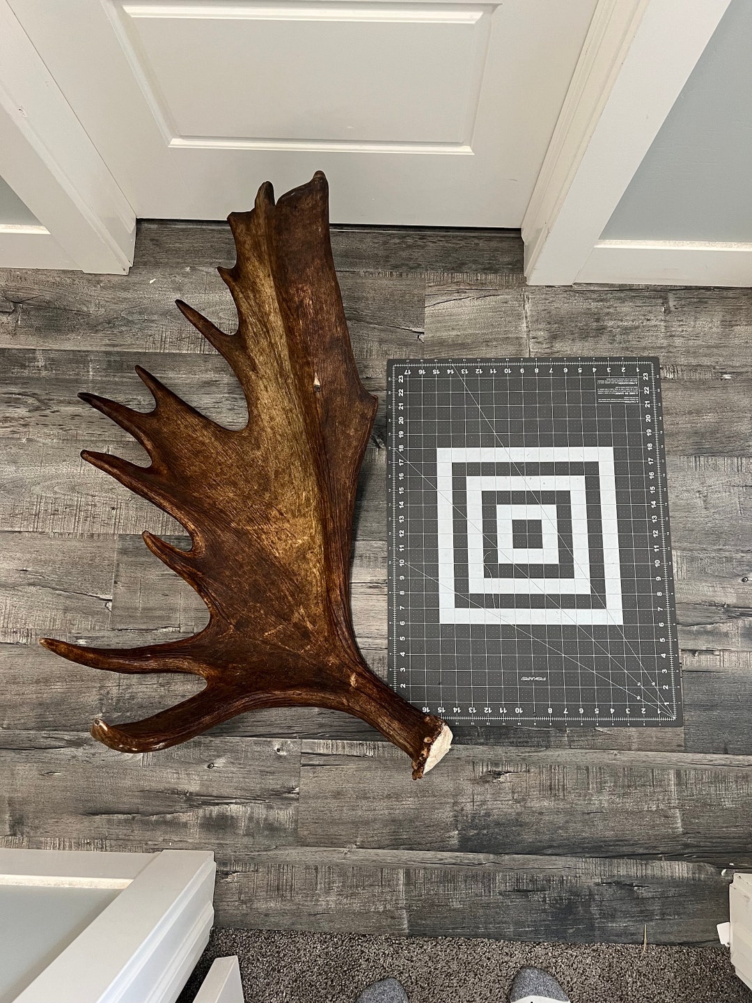 Giant Moose Antler. Dark Alaskan Moose Shed - Etsy