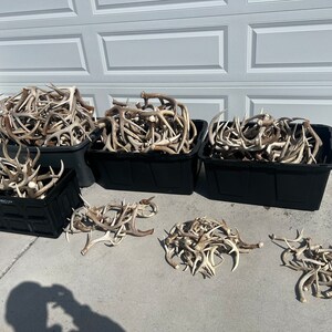 Bulk Deer Antlers Naturally Shed Real Whitetail Deer Antler Craft Grade ...