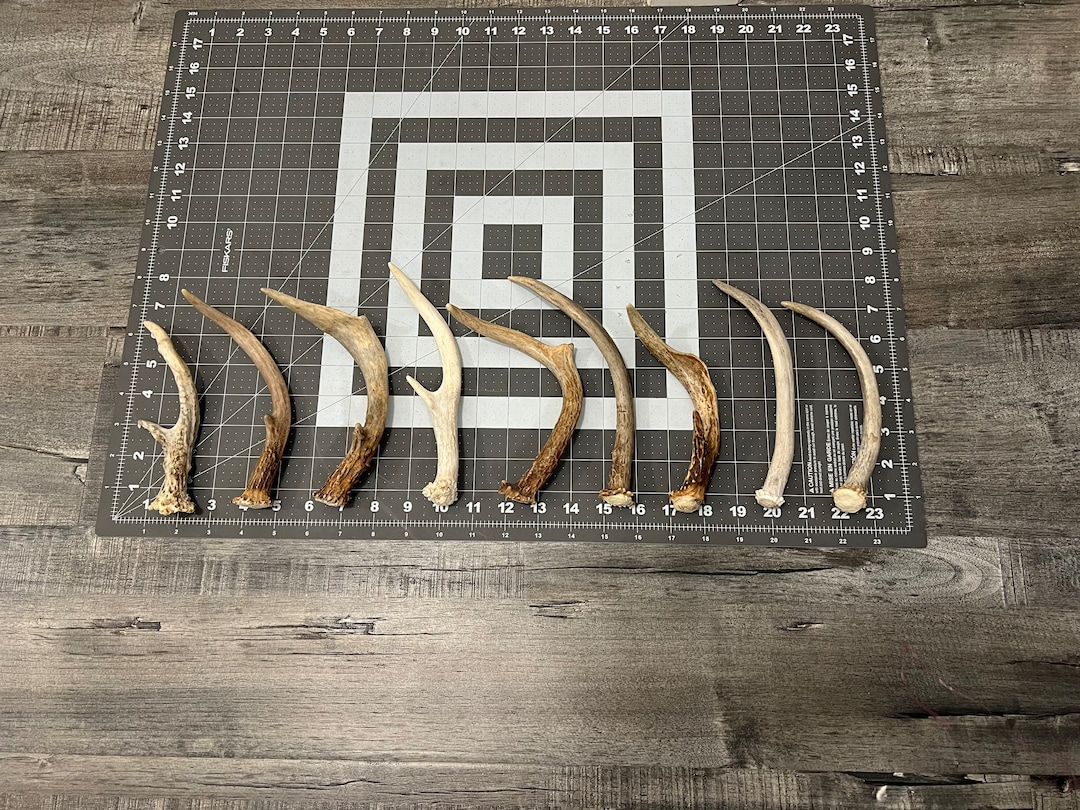 Deer Antlers Whitetail Mule Deer Extra Small Spikes and 2 Points - Etsy