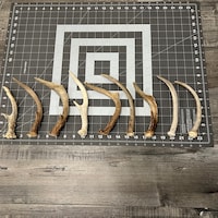 Premium Roe Deer Antlers | SINGLE Premium Quality Antler | Natural ...