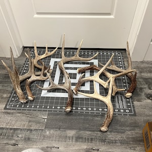 Bulk Deer Antlers Naturally Shed Real Whitetail Deer Antler Craft Grade ...
