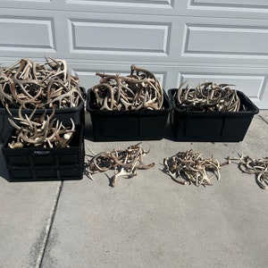 Bulk Deer Antlers Naturally Shed Real Whitetail Deer Antler Craft Grade ...