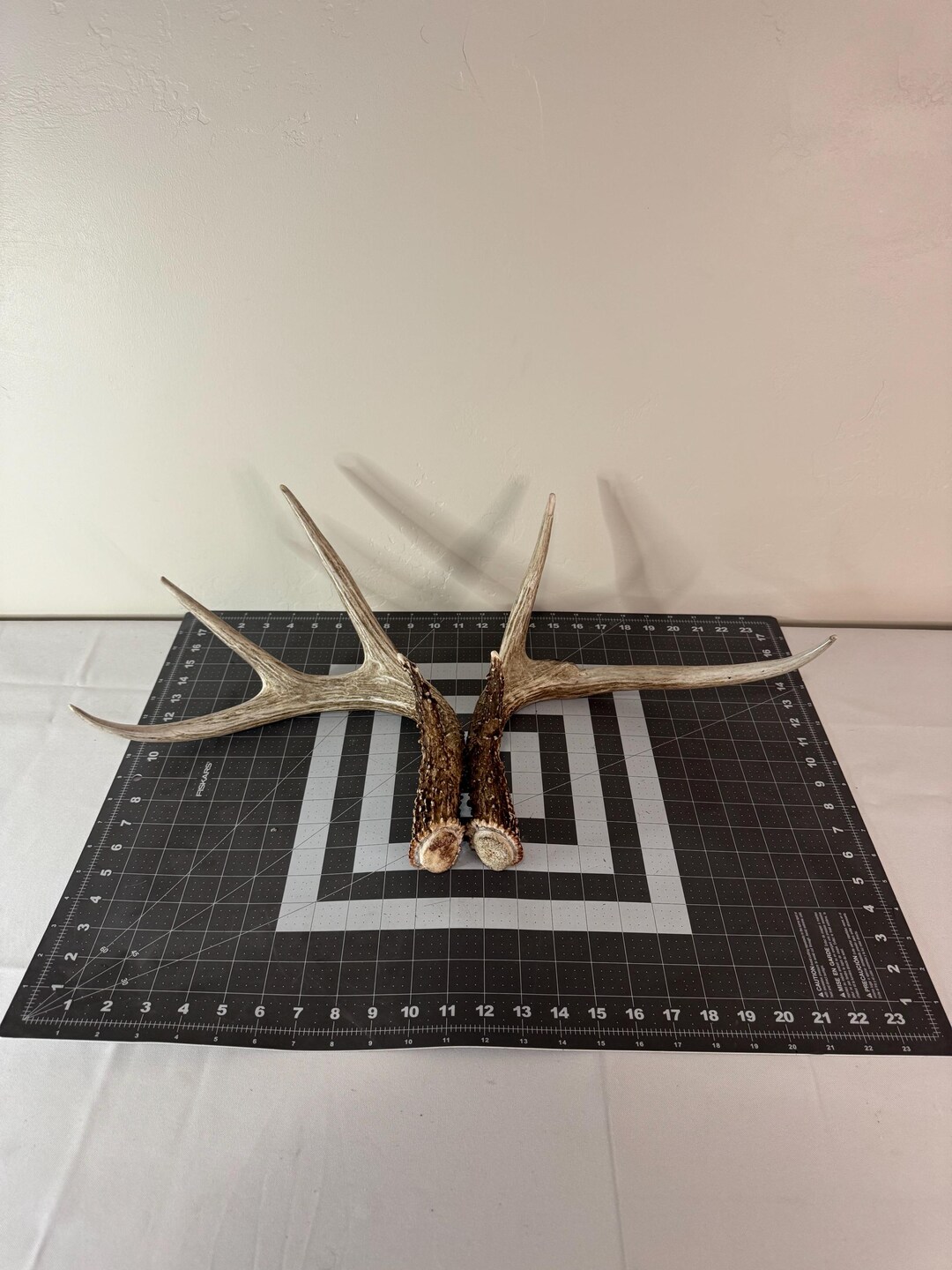 Deer Antler Shed Set Heavy Beaded Bases. Beautiful Matched Whitetail ...