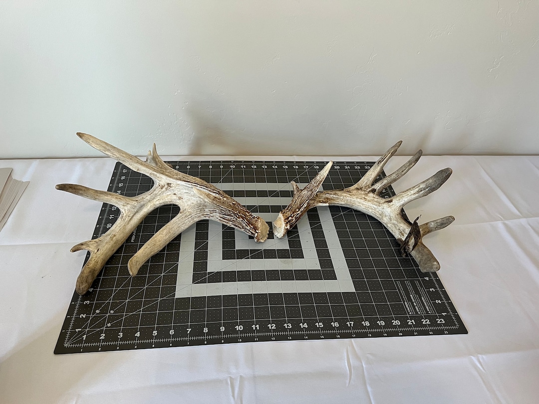 Giant Whitetail Deer Antler Shed Set Nontypical Double Main Beam ...