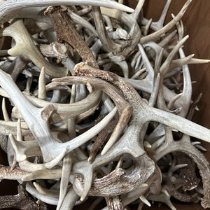 Bulk Deer Antlers Real Whitetail Deer Antler Grade A Antler With ...