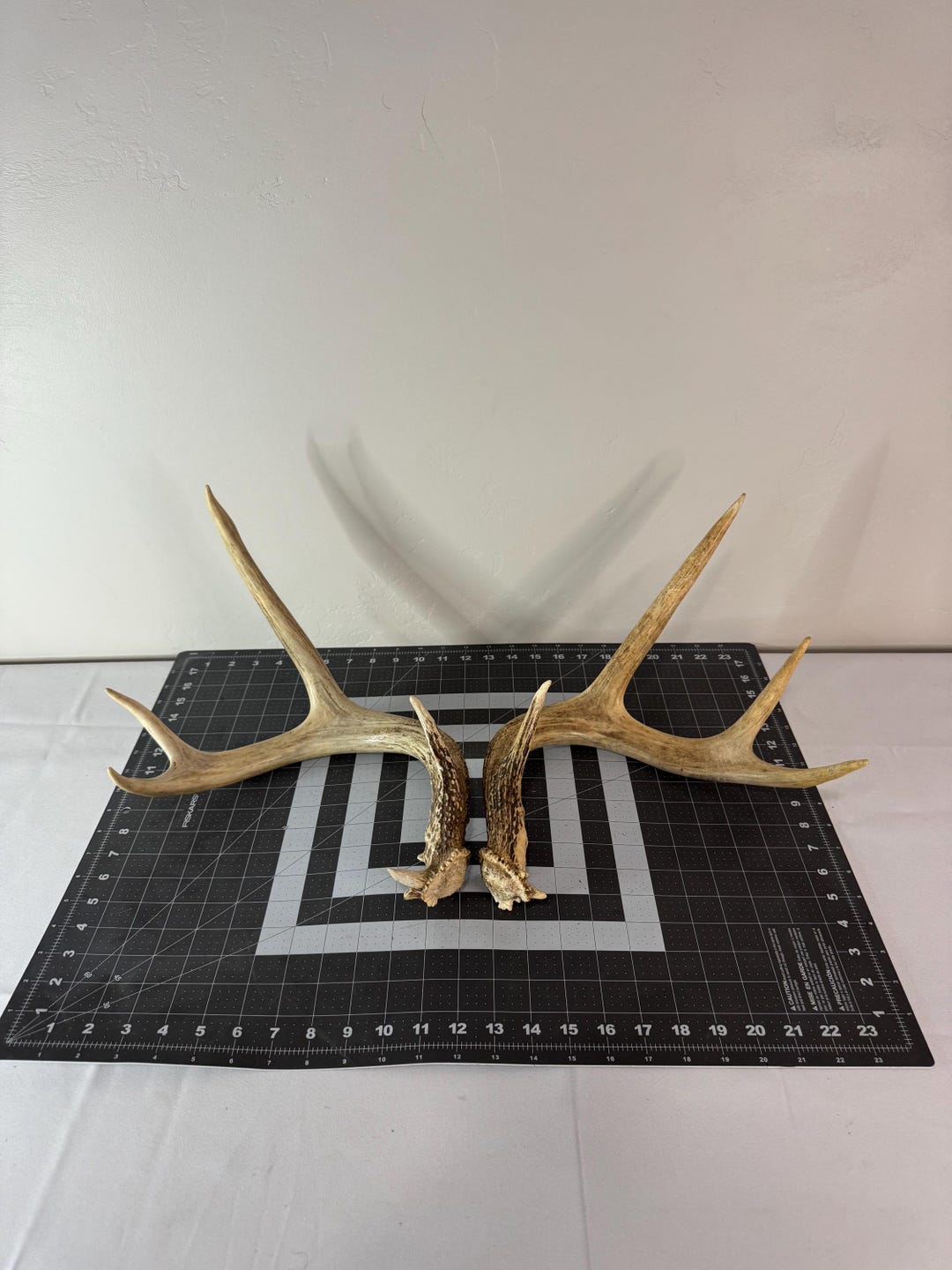 Matched Whitetailed Deer Antler Set. Rattling Matched Set Antlers - Etsy