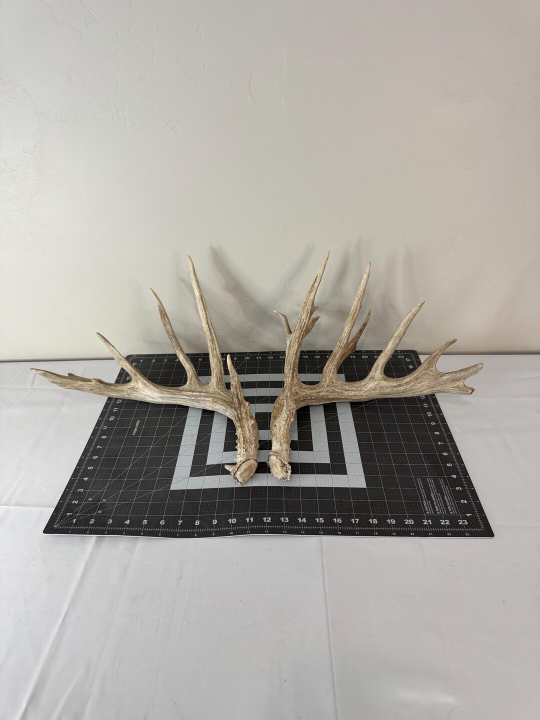GIANT Matched Antler Set. Incredible Whitetail Deer Matched Set 10x7 ...