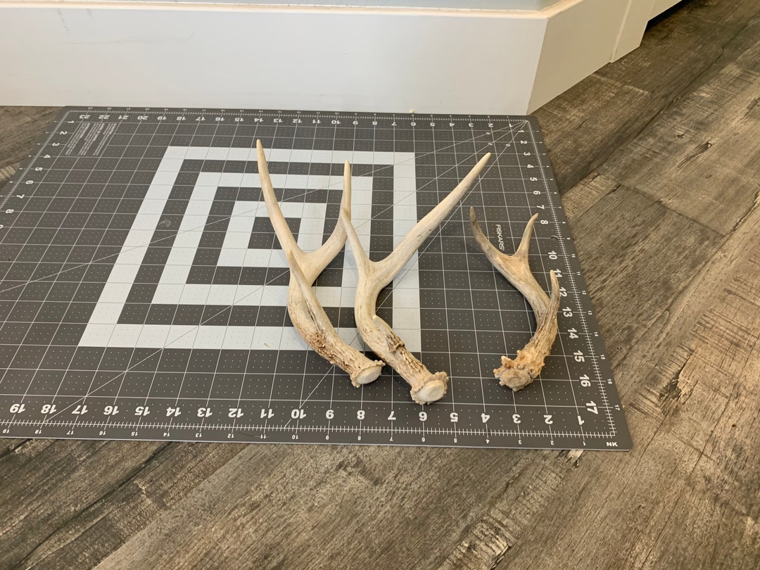 Small Deer Antlers 3 Pack - Etsy