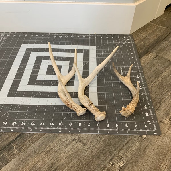 Mounted Deer Antlers - Etsy