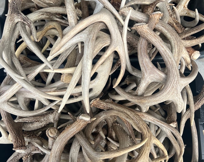 Bulk Deer Antlers Naturally Shed Real Whitetail Deer Antler Craft Grade ...
