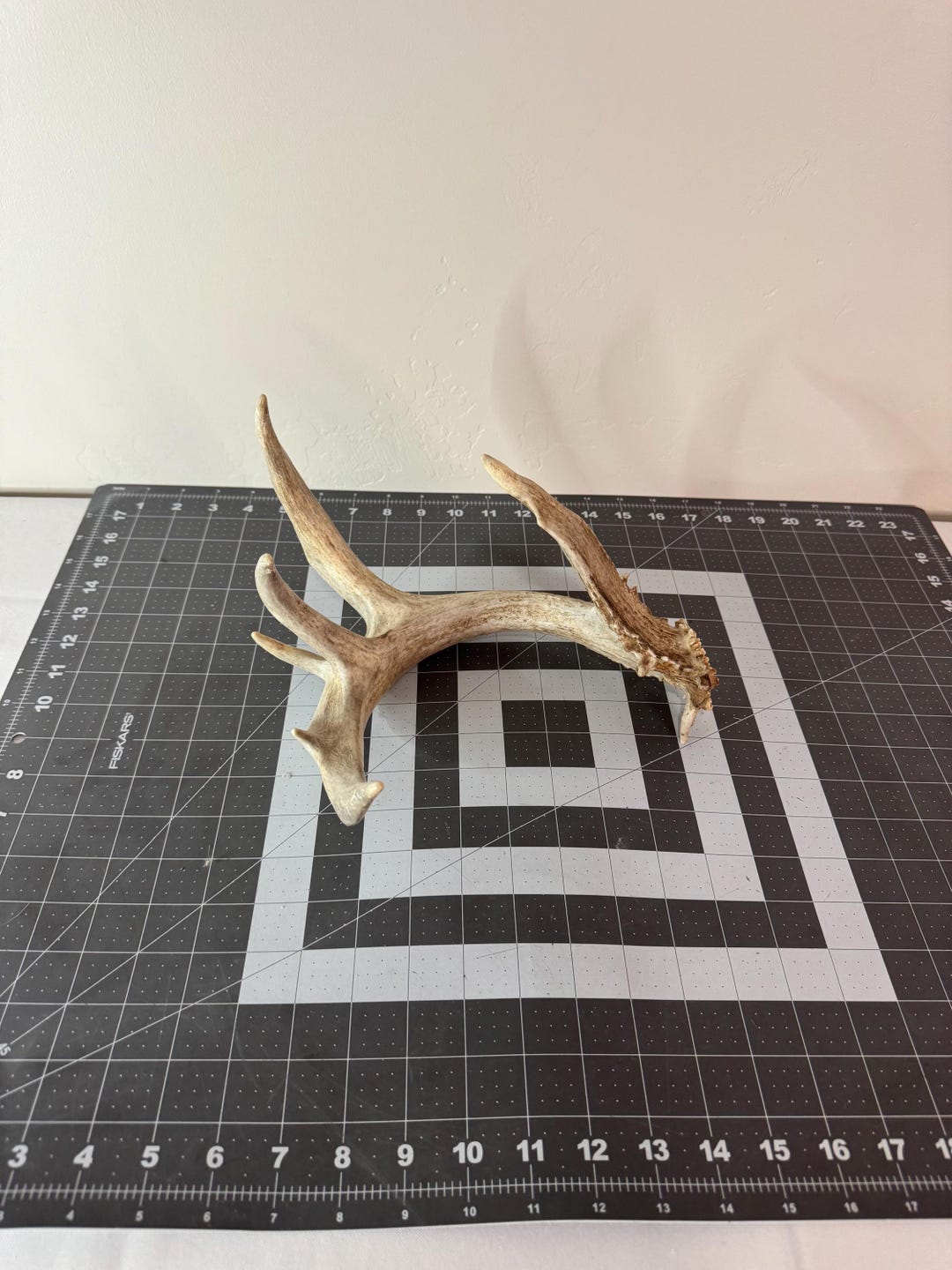 Deer Antler Shed Rough 6 Point Shed. Whitetail Deer Antler Excellent ...