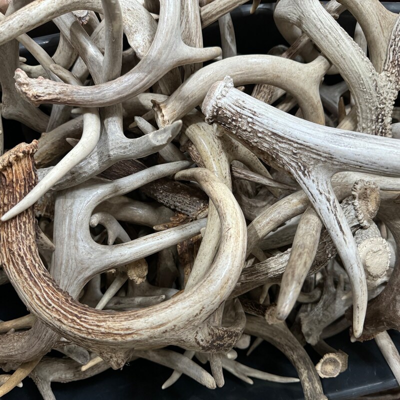 Real Deer Antlers - Etsy