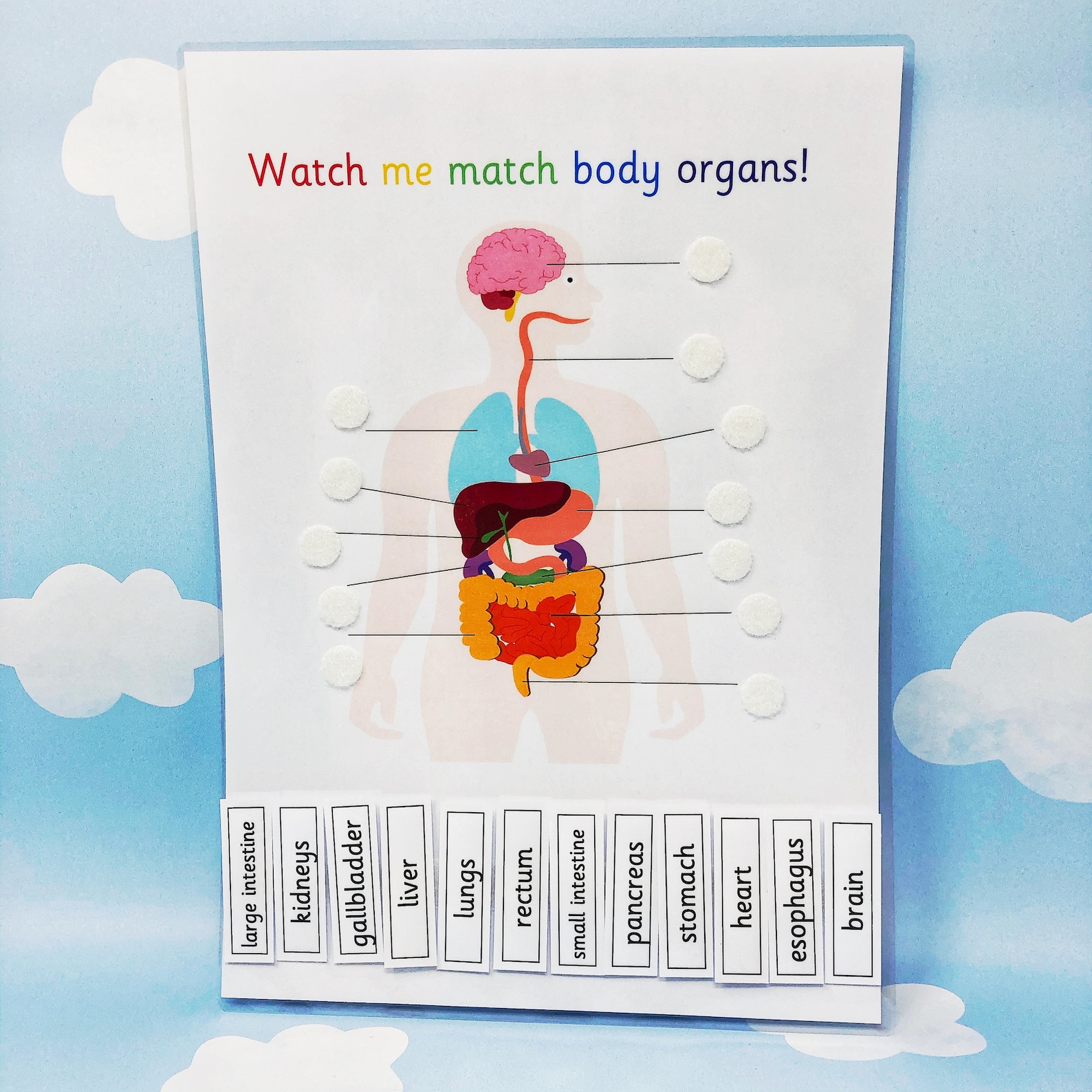 Organs of the Body - Learning Sheet - Learning Resources - Science ...