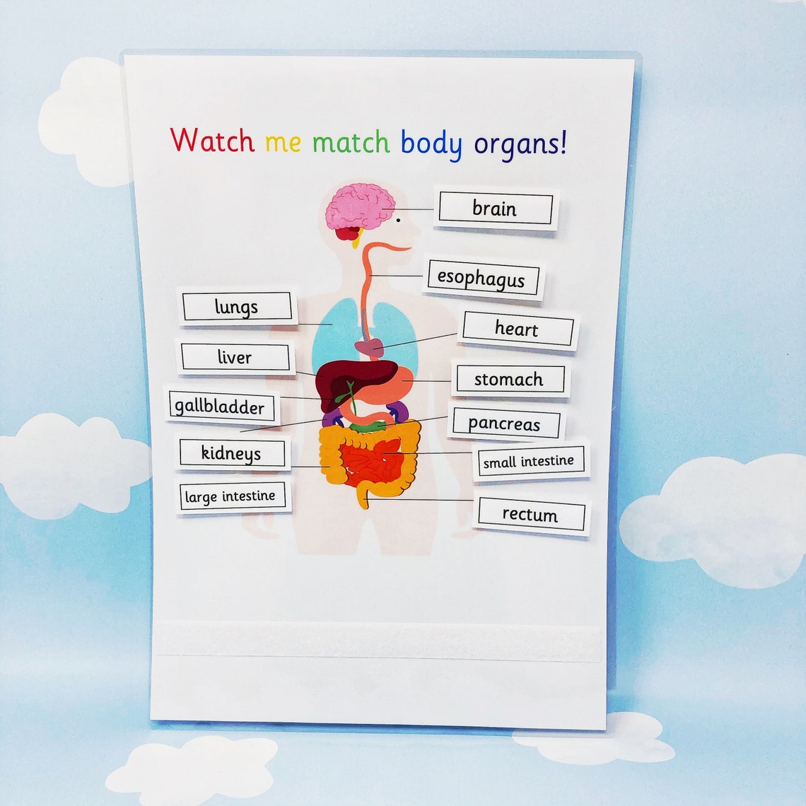Organs of the Body - Learning Sheet - Learning Resources - Science ...