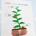Plant Parts Learning Sheet: Science Lesson Resource (PDF) - Etsy