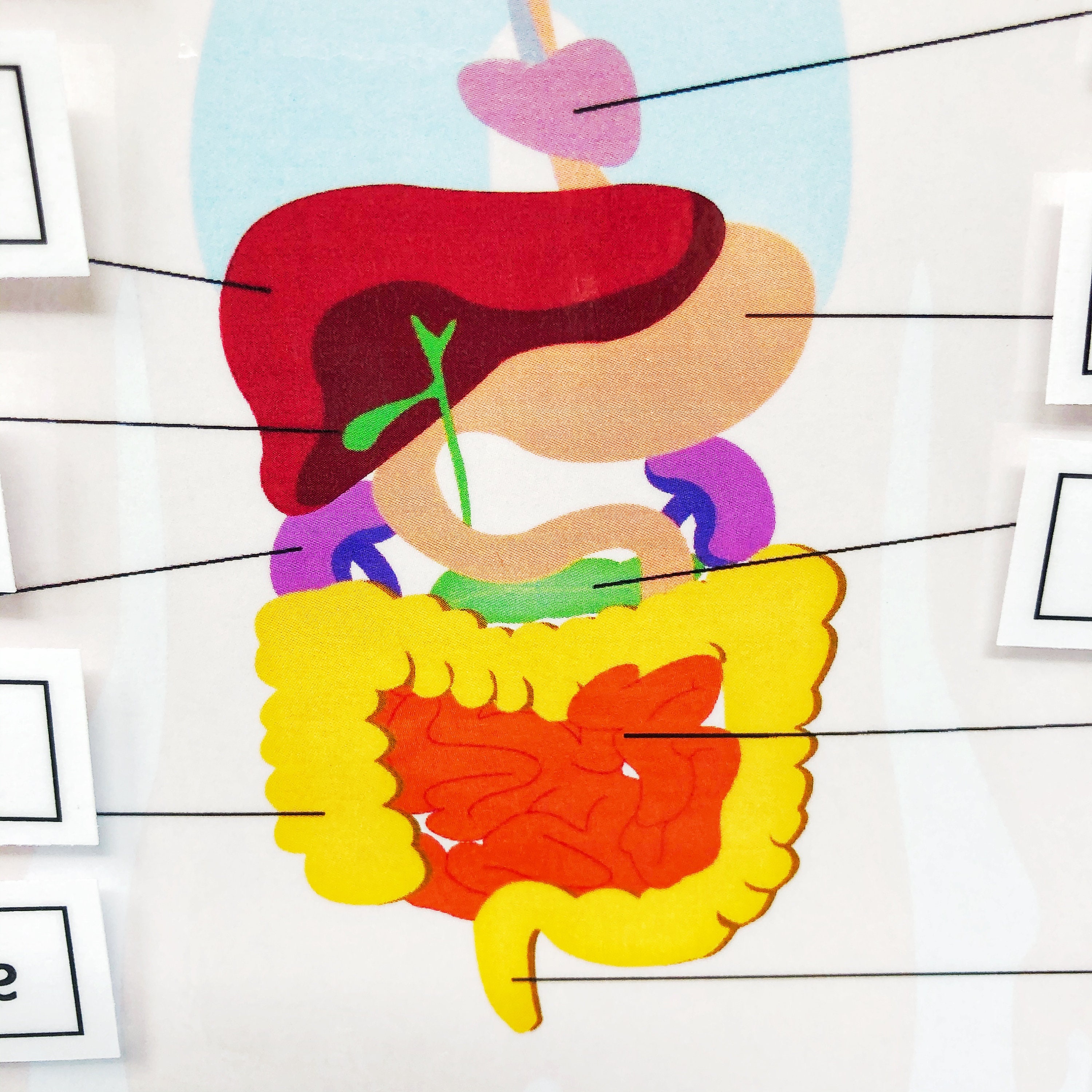 Organs of the Body - Learning Sheet - Learning Resources - Science ...