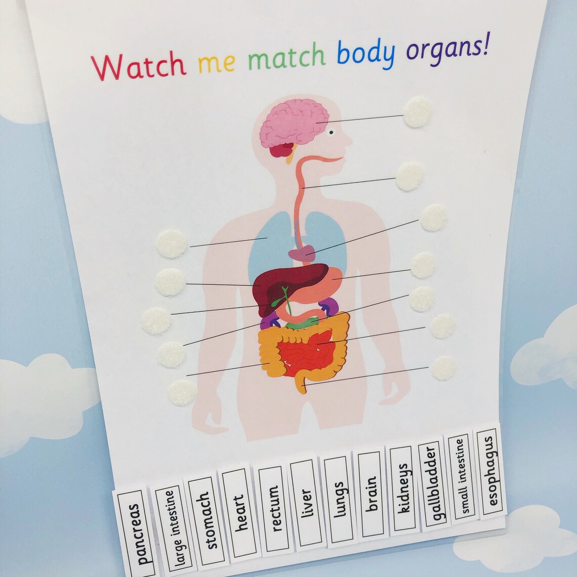 Organs of the Body - Learning Sheet - Learning Resources - Science ...