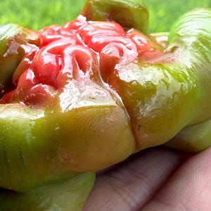 Noggin Froggins ! (brain Frogs!) - Etsy