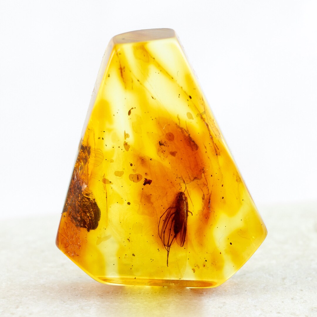 Insects in Amber, Natural Baltic Specimen With Insect - Etsy