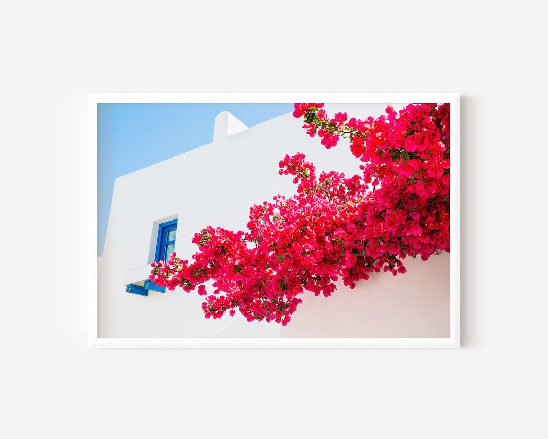 Greek Bougainvillea Photo Print | Digital Download | Art Print Greece ...