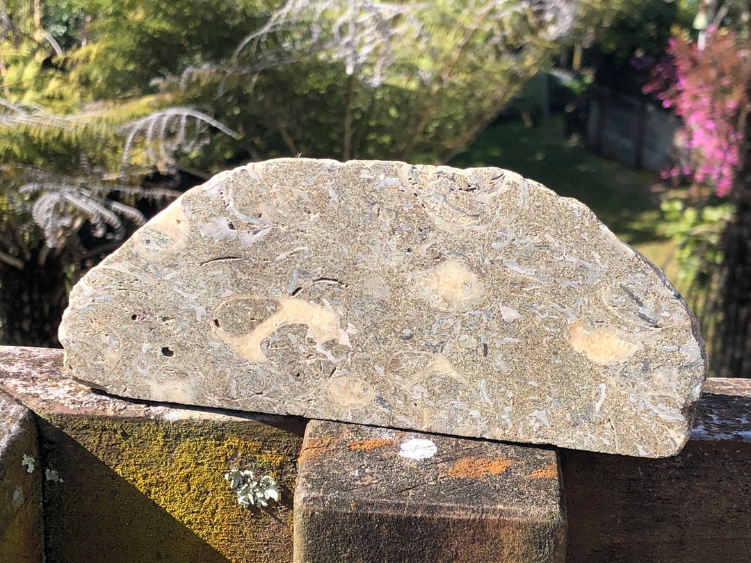 RARE Fossil New Zealand Agate Shell From South Island. Cut and Semi ...