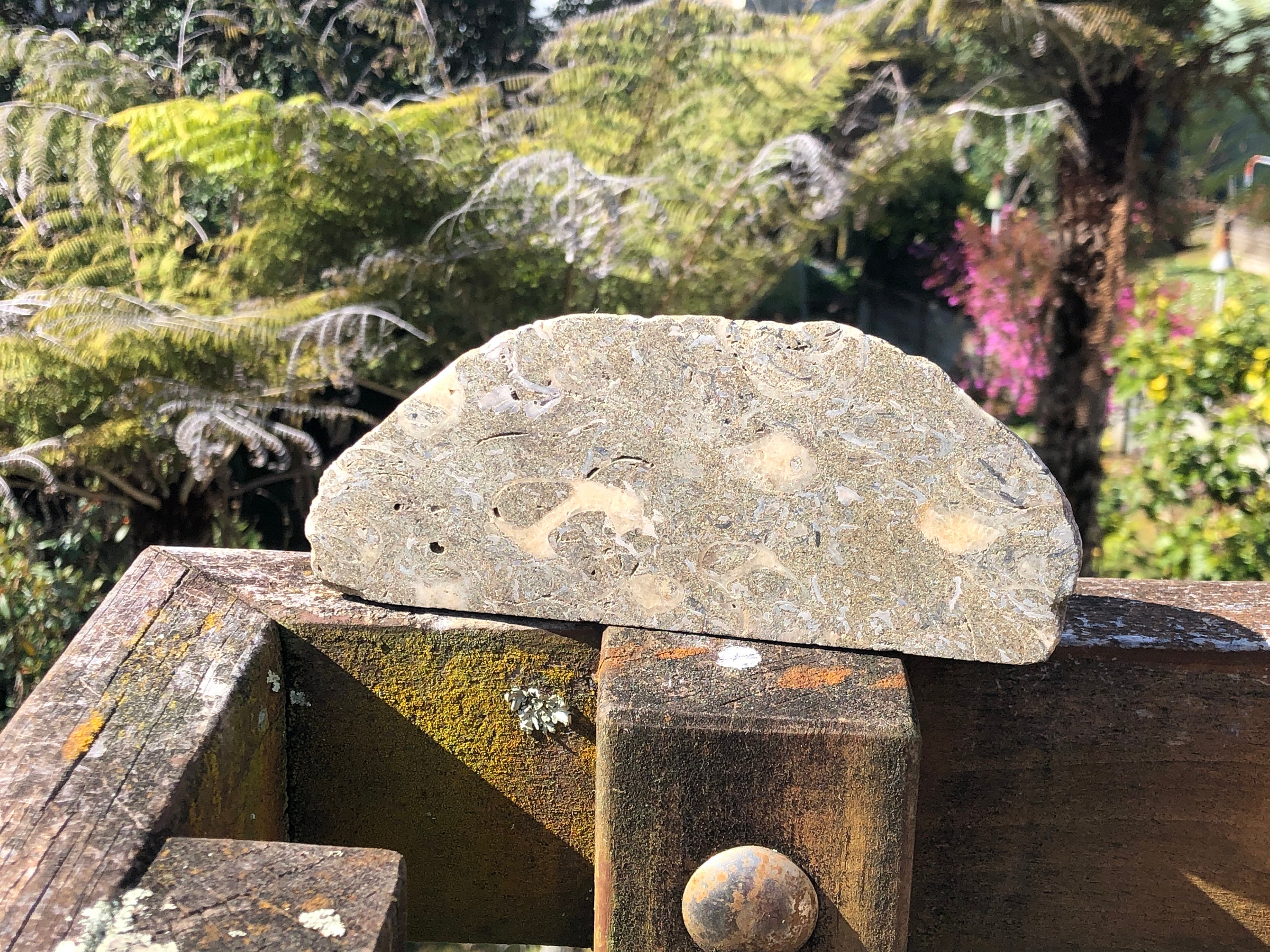 RARE Fossil New Zealand Agate Shell From South Island. Cut and - Etsy